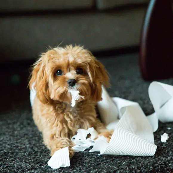 Puppy Training - OC Canine Coaching